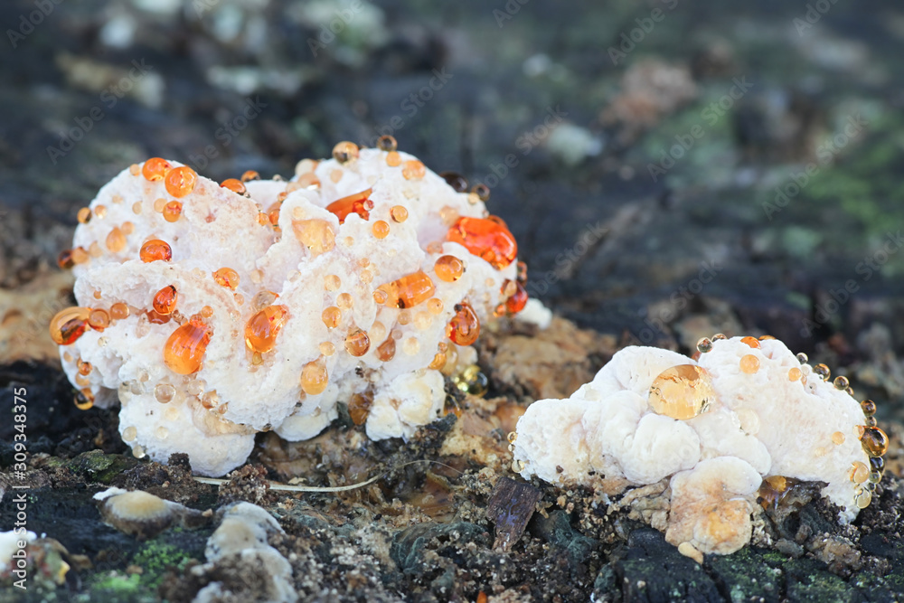Hydnellum ferrugineum, known as the mealy tooth or the reddish-brown ...