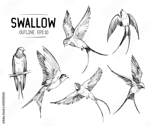 Set of a flying swallows. Hand drawn illustration converted to vector ...
