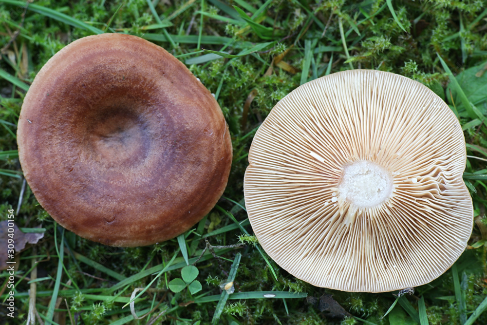 Lactarius quietus, known as the oak milkcap, oakbug milkcap or southern ...
