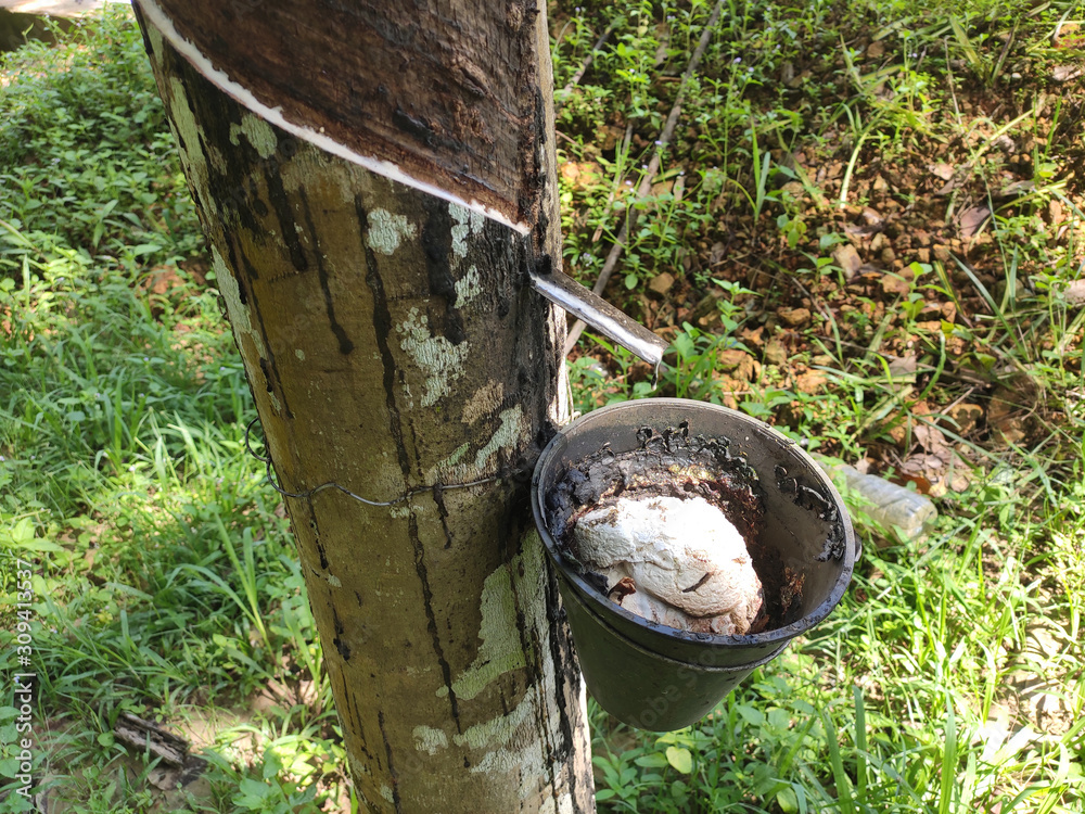Rubber plantation in Seremban Malaysia. Rubber trees produce latex ...