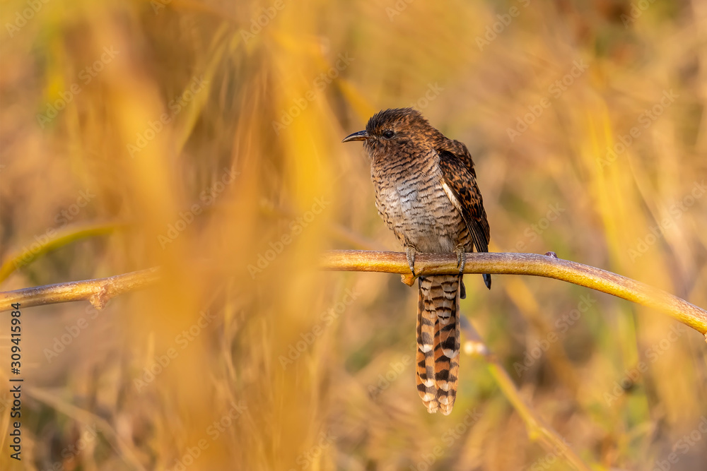 Plaintive Cuckoo (Formal Name: Cacomantis merulinus), Female Stock ...