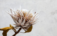 Shriveled Flower Free Stock Photo - Public Domain Pictures