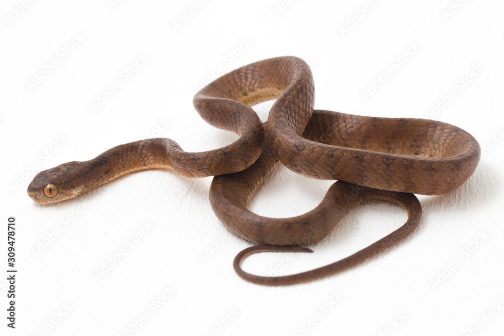 The keeled slug-eating snake, Pareas carinatus, is a species of snake ...