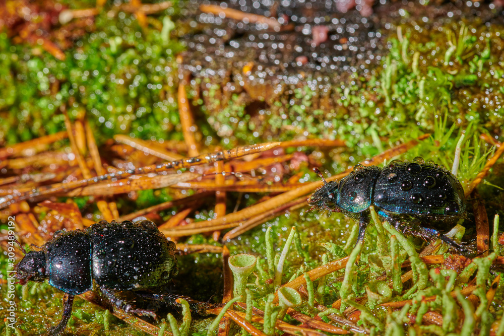 Several large insect black beetles pung bug on a green moss Stock Photo ...