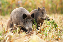 Pig Family Free Stock Photo - Public Domain Pictures