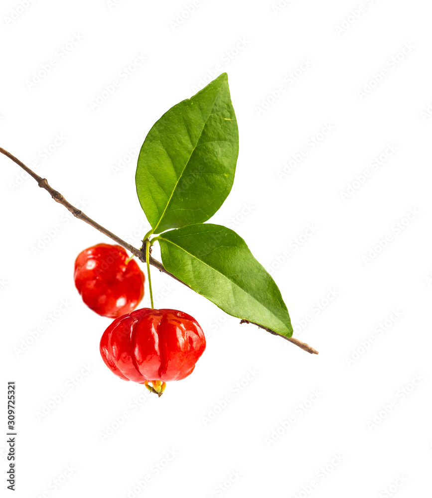 Foto de Stock Pitanga fruit isolated on white. Brazilian cherry ...