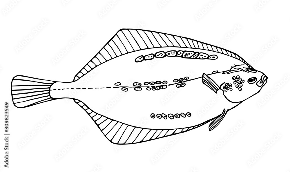 Flatfish. Hand drawn black outline vector realistic illustration. Stock ...