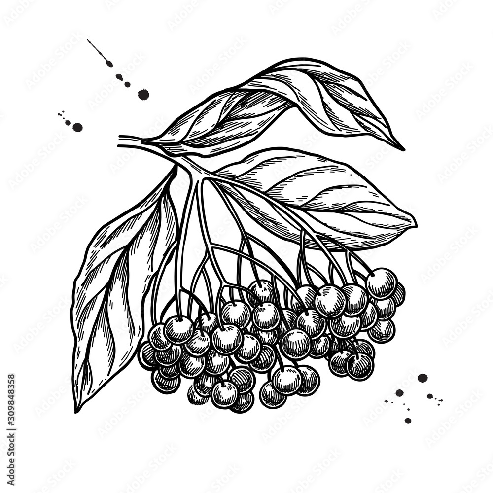 Black elderberry vector drawing. Hand drawn botanical branch with ...
