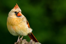 Female Northern Cardinal Close-up Free Stock Photo - Public Domain Pictures