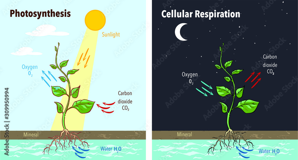 Photosynthesis accumulating sugar and cellular respiration fueling all ...