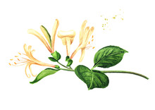 Honeysuckle Flowers Drawing Free Stock Photo - Public Domain Pictures