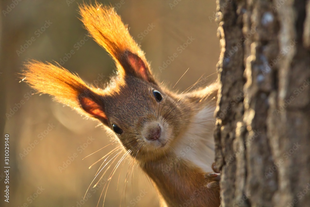Portrait Eurasisches Eichhörnchen schaut neugierig hinter einem Baum ...