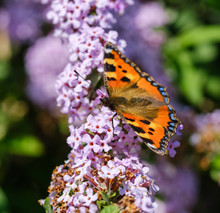 Butterfly Bush Flowers Lilac Free Stock Photo - Public Domain Pictures