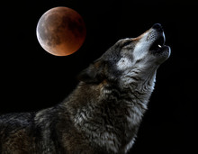 Wolf, Wolves, Moonlight Free Stock Photo - Public Domain Pictures