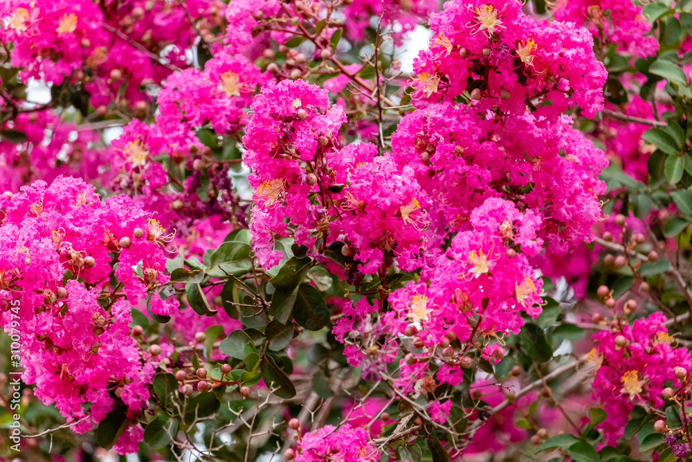 Foto de Stock Lagerstroemia commonly known as crape myrtle is a genus ...