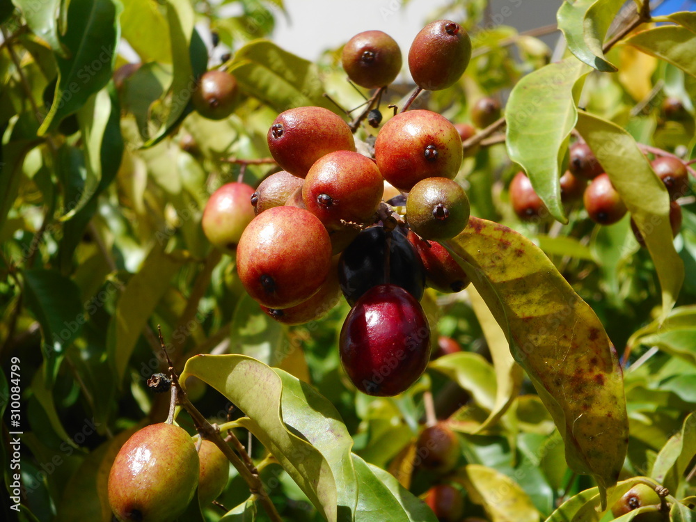 jambolão - syzygium cumini Stock Photo | Adobe Stock