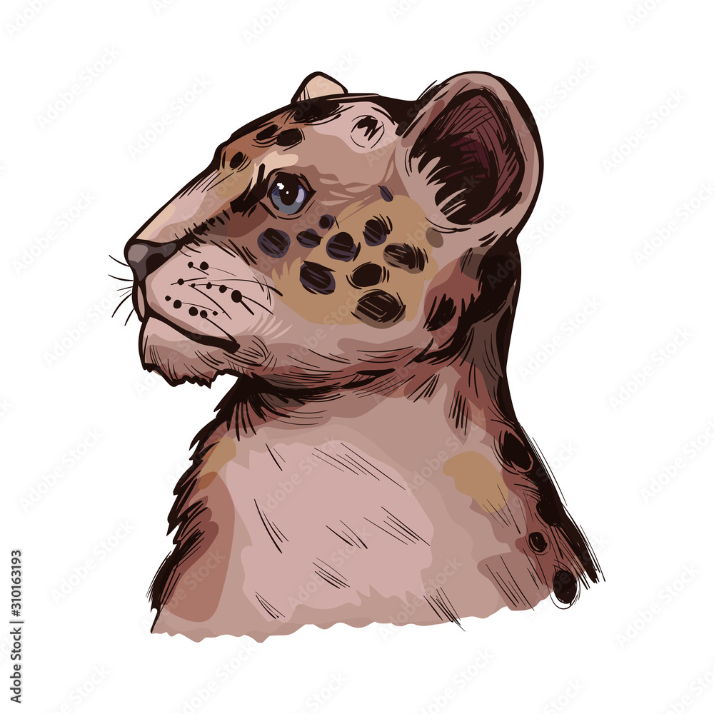 Liger hybrid offspring of lion and tiger, vector baby tabby portrait ...