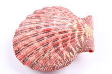 Sea Shell Free Stock Photo - Public Domain Pictures