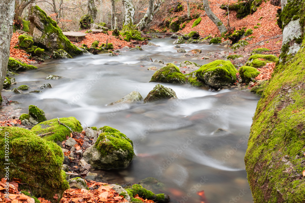 Photograph of the beech forest of Ciñera, Leon (Spain) known as Faedo ...
