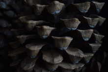 Bottom Of Pineapple Free Stock Photo - Public Domain Pictures