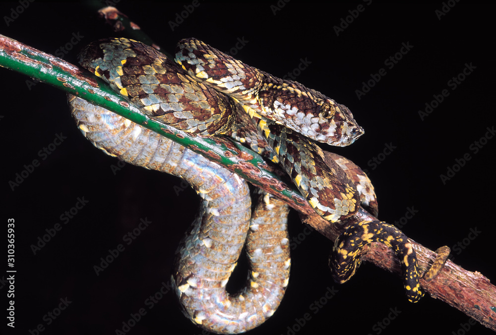 Trimeresurus malabaricus. Malabar Pit Viper. Venomous. Koyna ...