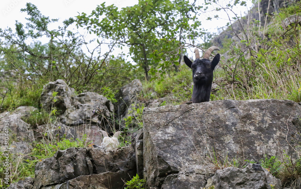 Feral Goat sticking his head over a rock at Cheddar Gorge in Somerset ...