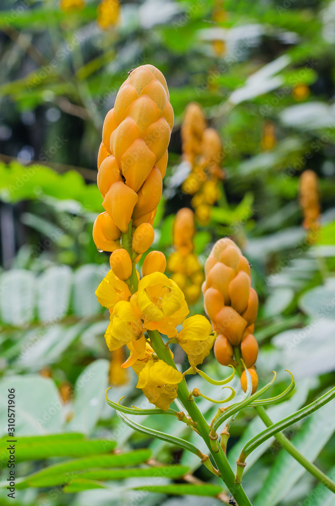 Ringworm Bush Flower or Candle Bush Flower (botanical name is Senna ...