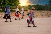 Bushman's Tea Tree Free Stock Photo - Public Domain Pictures