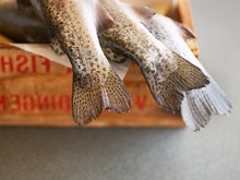 Stringer Of Fish Free Stock Photo - Public Domain Pictures