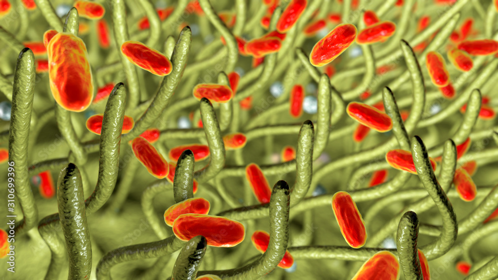 Whooping cough bacteria Bordetella pertussis in respiratory tract, 3D ...