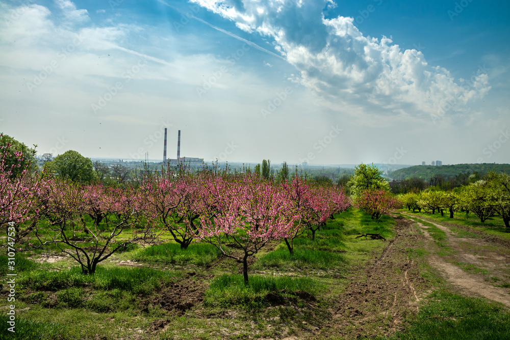 Spring sakura garden panorama trees flowered nature ladscape view Stock ...