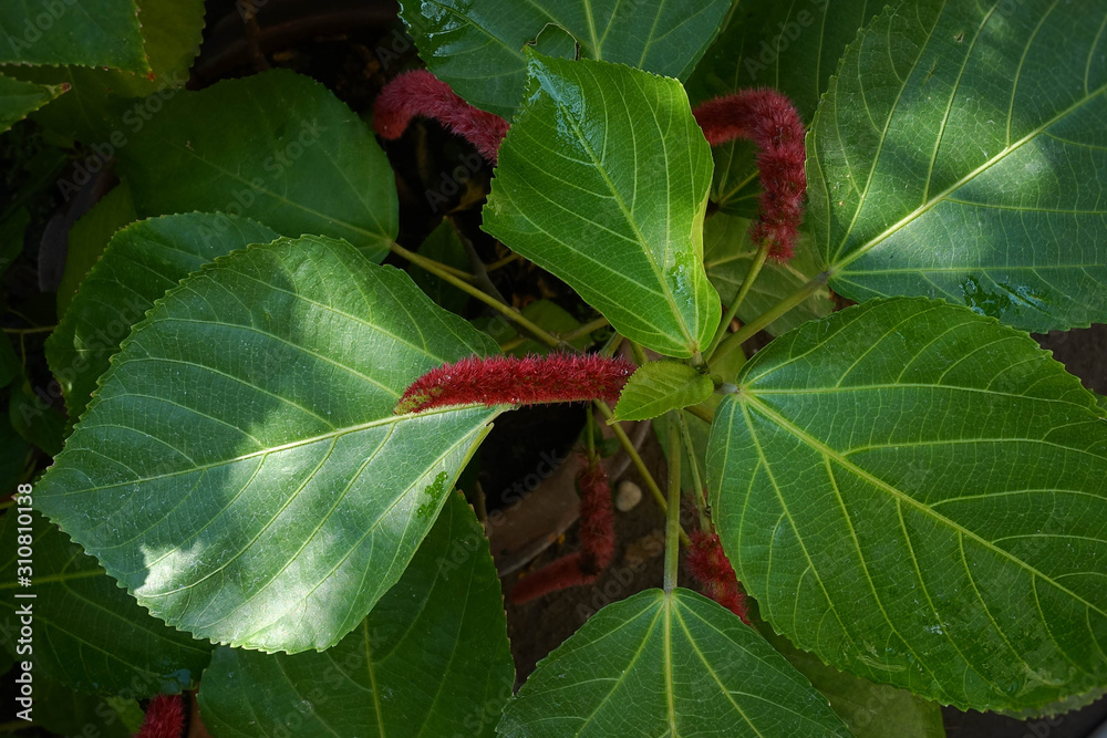 Acalypha hispida Burm.f. Species of female stamens are red, long ...