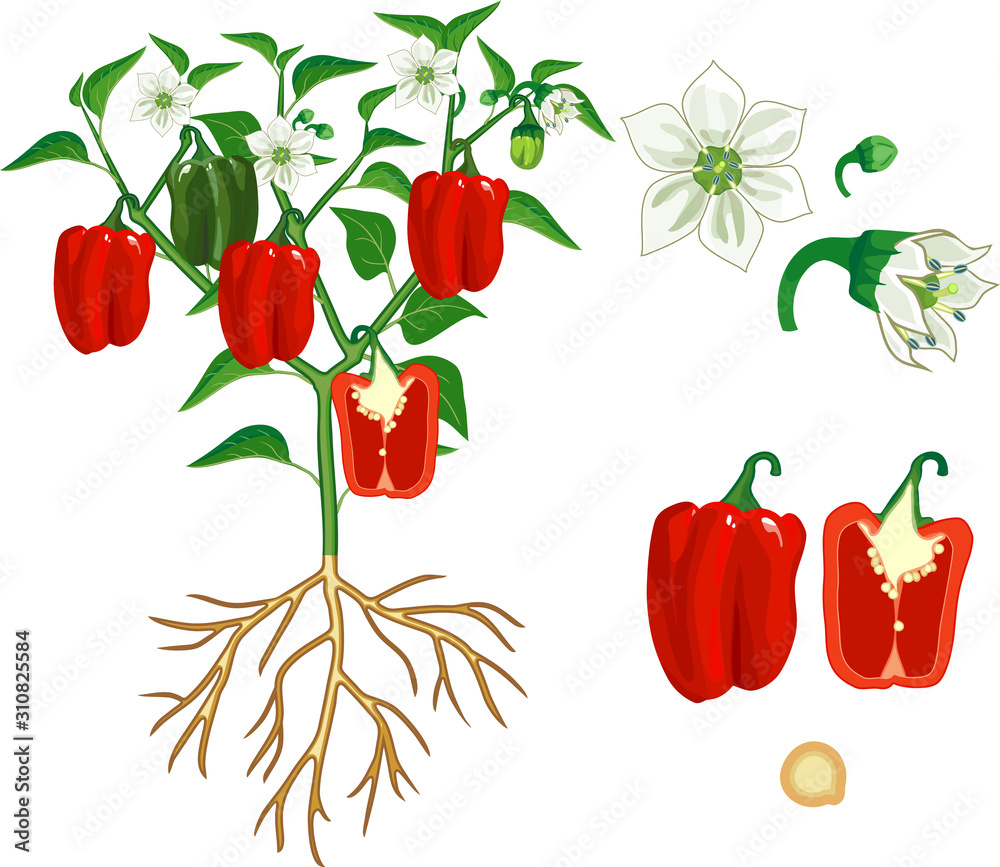 Parts of plant. Morphology of pepper plant with green leaves, red ...