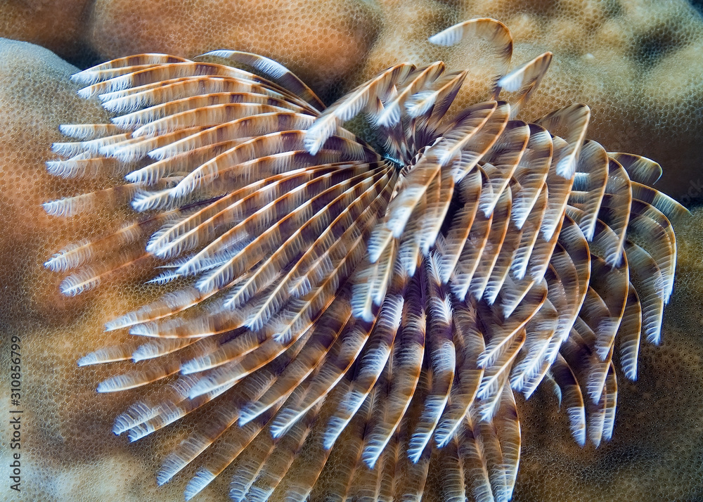 Foto de Stock Underwater world of Philippines - sea worm spreads its ...