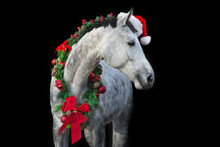 Christmas Horse Free Stock Photo - Public Domain Pictures