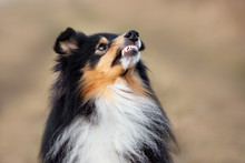 Sheltie Dog Free Stock Photo - Public Domain Pictures