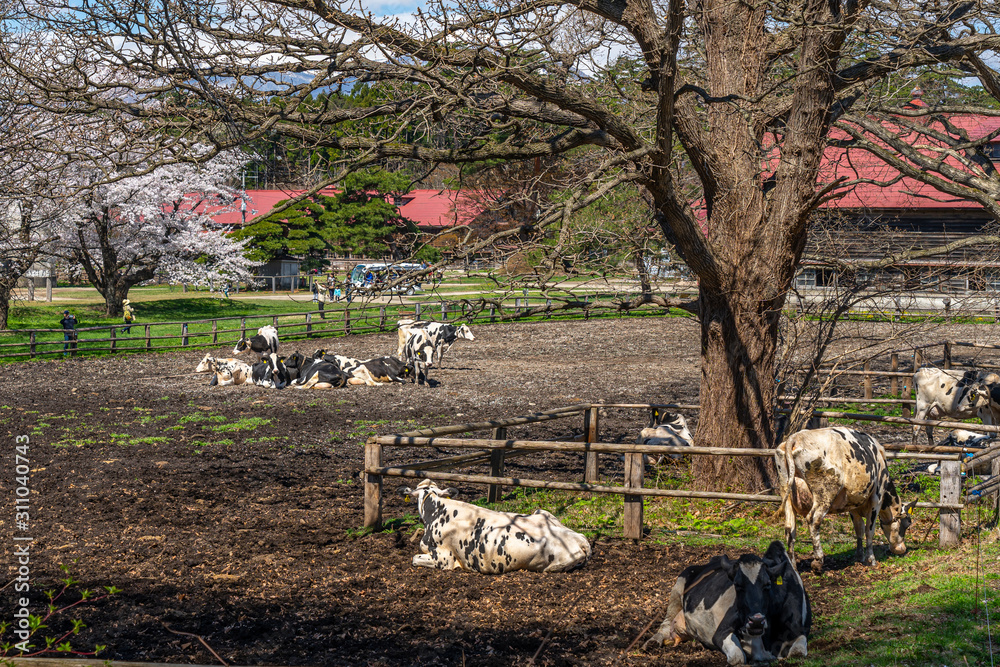 Cow grazing in green field with beauty full bloom sakura flowers in ...