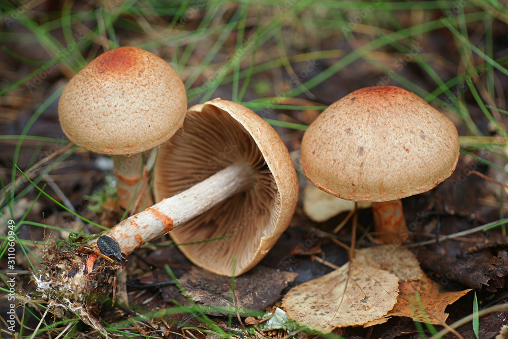 Cortinarius armillatus, known as the red-banded cortinarius, webcap ...