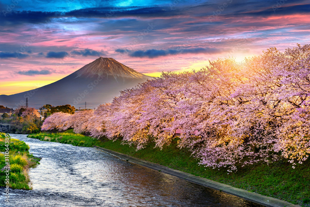 Cherry blossoms and Fuji mountain in spring at sunrise, Shizuoka in ...