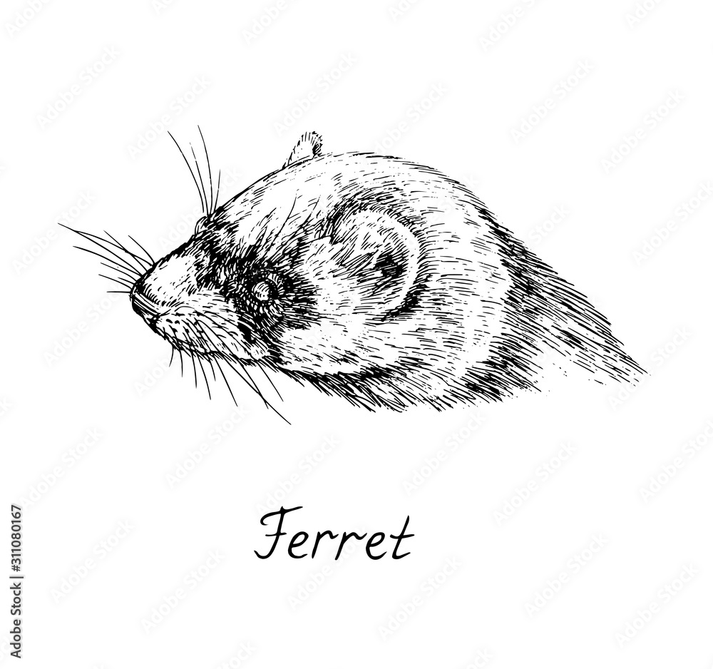 Ferret face side view, with inscription, hand drawn doodle, sketch in ...