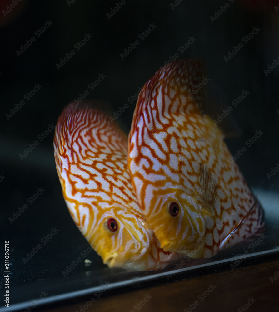 Nice discus fish named Symphysodon in bright red, yellow and orange ...