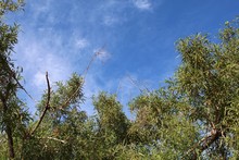 Karee Tree And Undergrowth Free Stock Photo - Public Domain Pictures