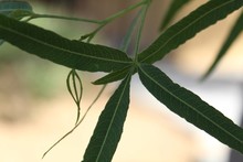 Karee Tree And Undergrowth Free Stock Photo - Public Domain Pictures