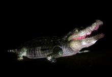 Alligator Lantern Free Stock Photo - Public Domain Pictures