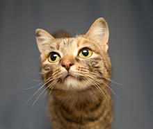 Brooding Cat Free Stock Photo - Public Domain Pictures