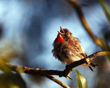 Mistletoe Birds Free Stock Photo - Public Domain Pictures