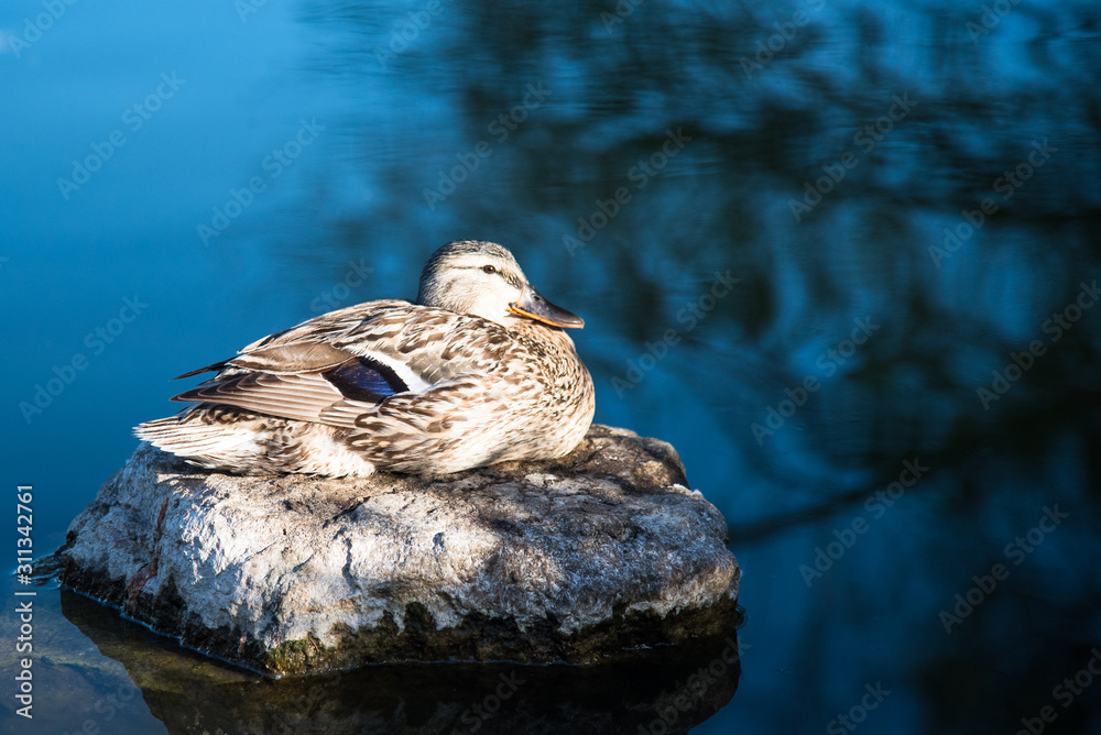 Female mallard duck (Anas platyrhynchos) with dark teal blue feather ...