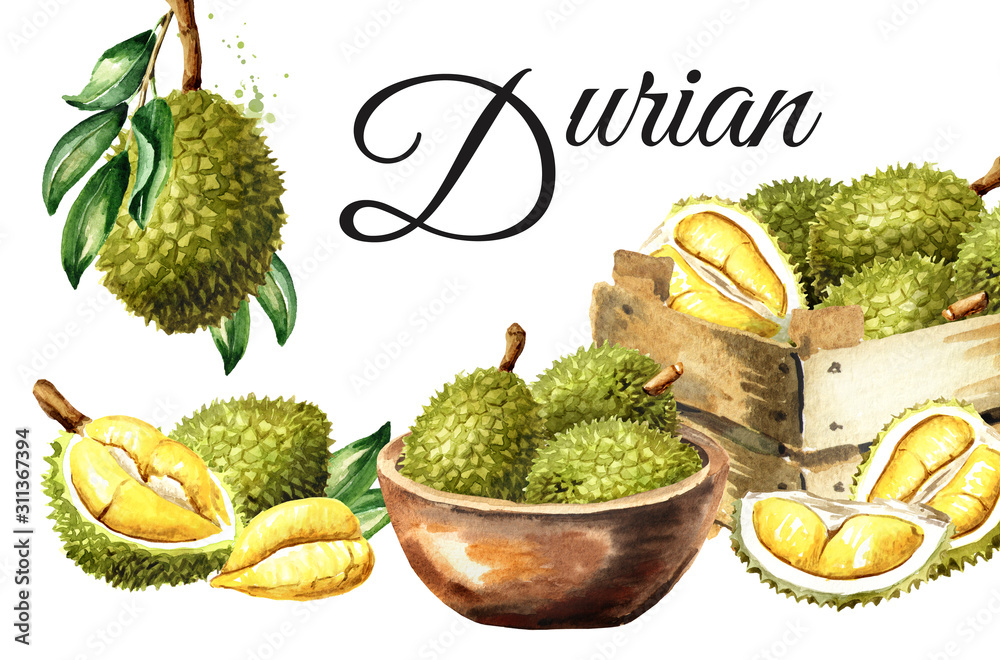 Durian card. Watercolor hand drawn illustration isolated on white ...