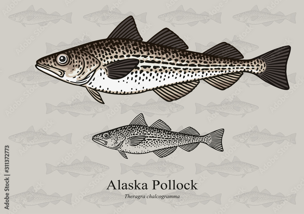 Alaska Pollock, Mintai. Vector illustration with refined details and ...