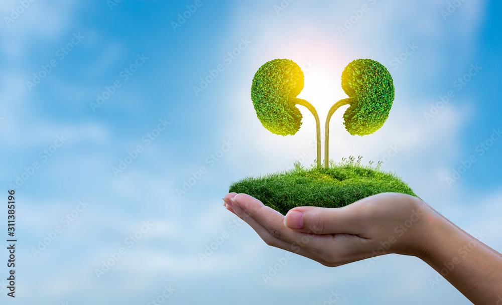 The tree (kidney) is a 3D illustration of the medical environmental ...